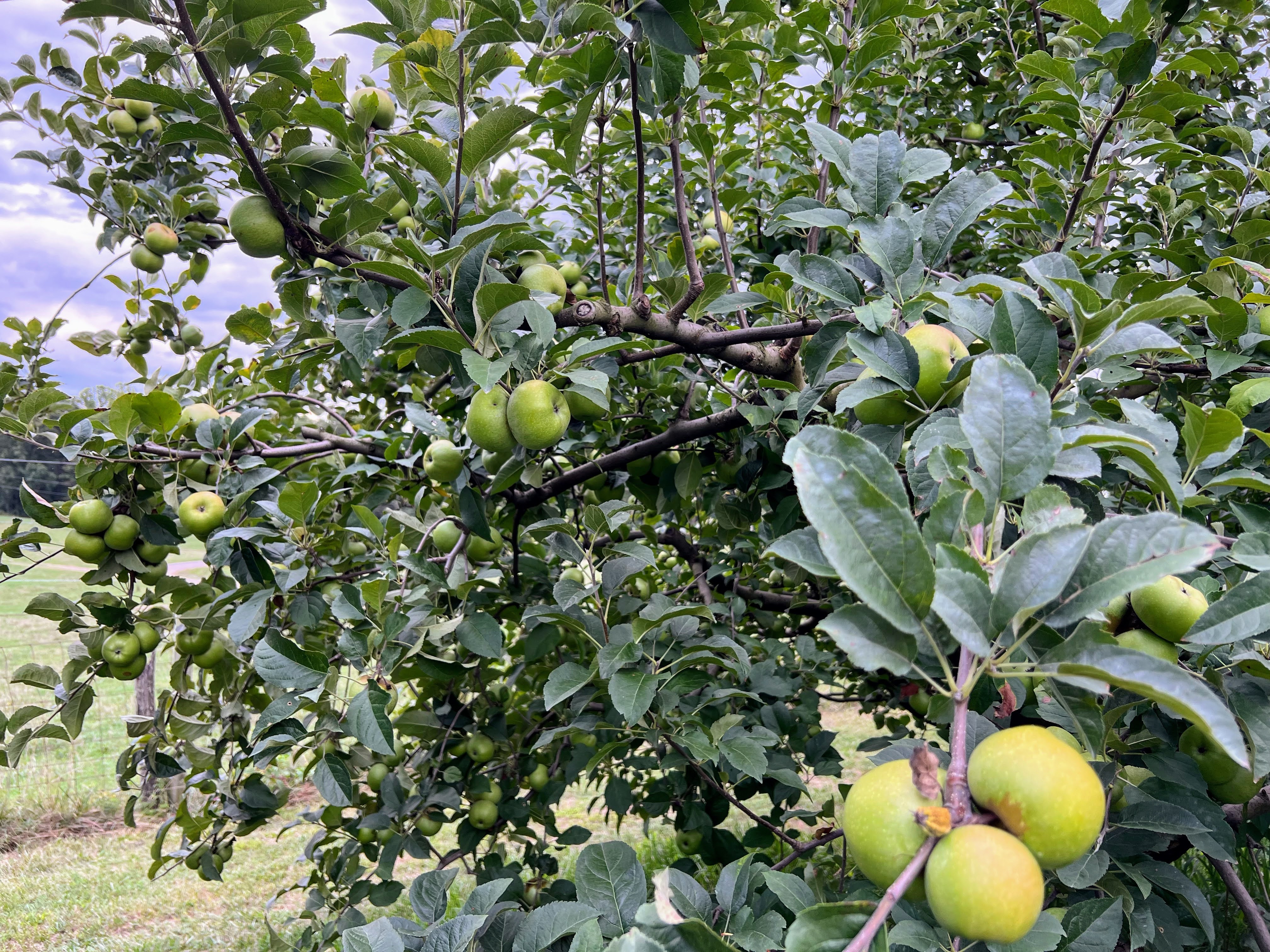 Early Apple Varieties – Stony Creek Farm
